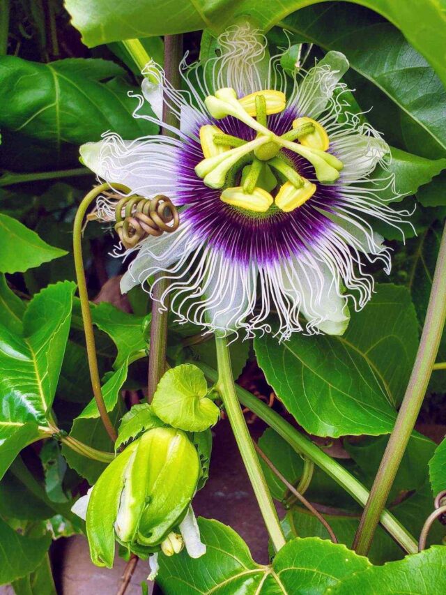 Lilikoi (Passionfruit) Guide & Recipes