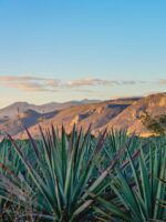 Blue Agave Guide (What It Is + How To Use It) | World of Vegan